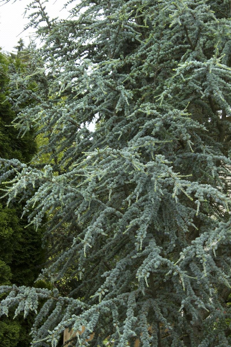 Blue Atlas Cedar — Lawns of Tulsa