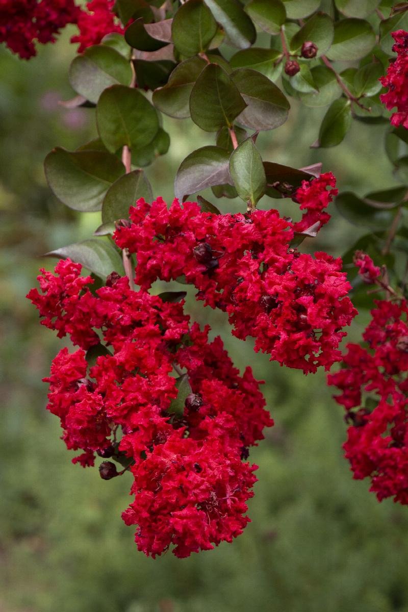 Dynamite Crape Myrtle — Lawns of Tulsa