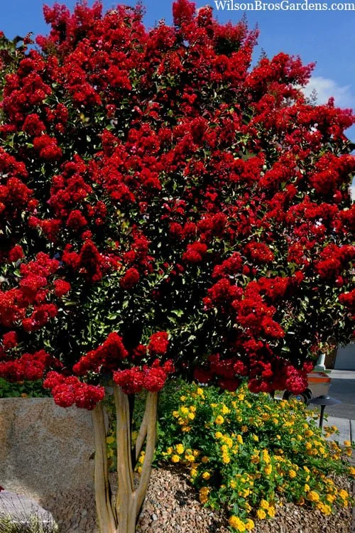 Dynamite Crape Myrtle — Lawns of Tulsa