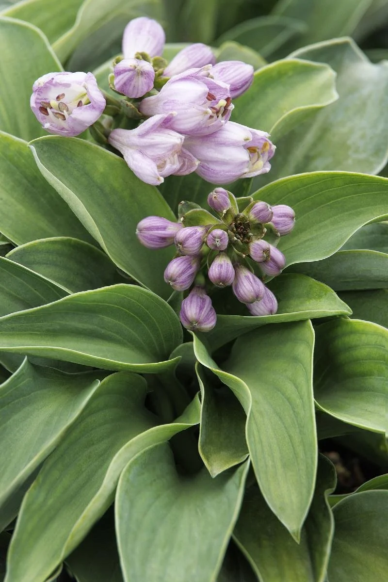 Hosta — Lawns of Tulsa