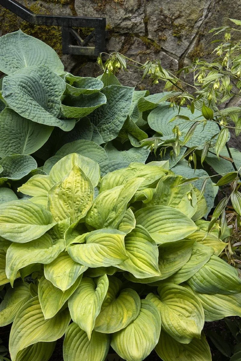 Guacamole Hosta - 1 Gallon Container — Lawns of Tulsa