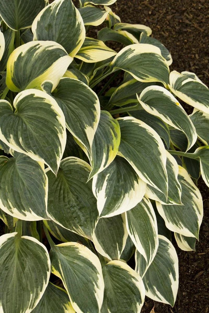 First Frost Hosta - 1 Gallon Container — Lawns of Tulsa