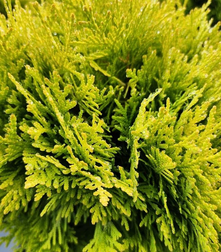 Anna's Magic Ball Arborvitae - 3 Gallon Container — Lawns of Tulsa