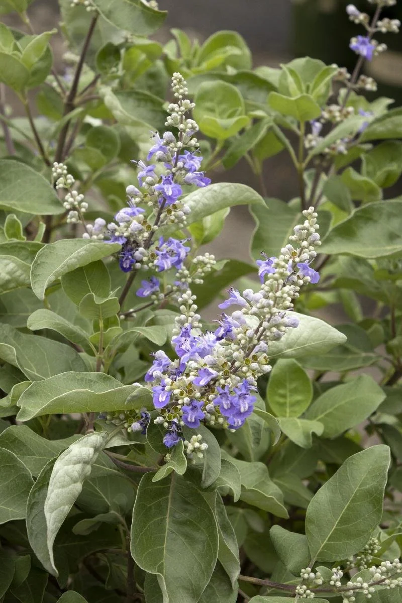 Summertime Blues Chaste Tree - 5 Gallon Container — Lawns of Tulsa