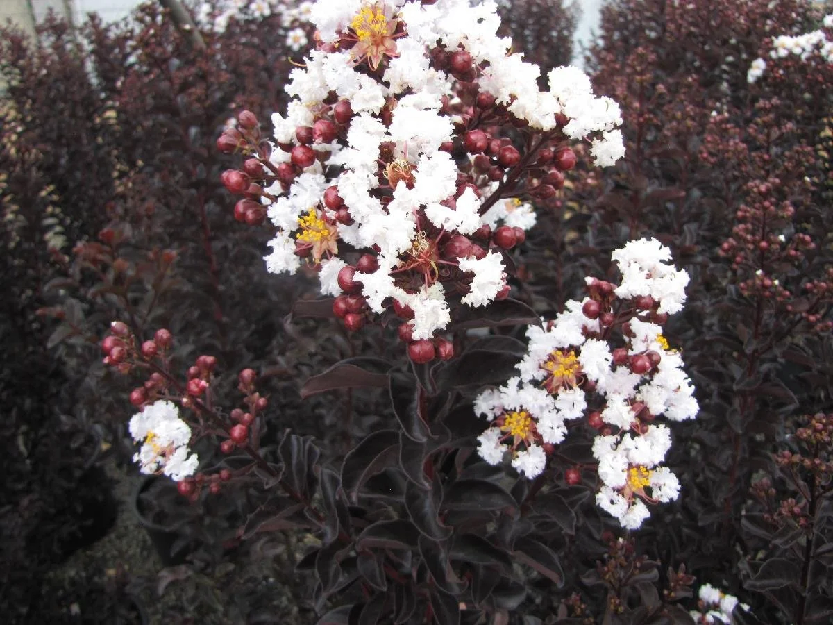 Ebony and Ivory Crape Myrtle - 7 Gallon Container — Lawns of Tulsa