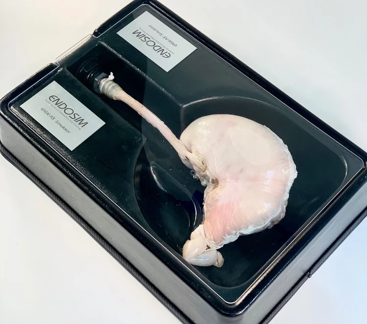 Gastrointestinal Endoscopy Specimen Models and Simulators — EndoSim ...