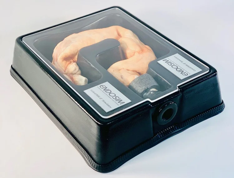 Gastrointestinal Endoscopy Specimen Models and Simulators — EndoSim ...