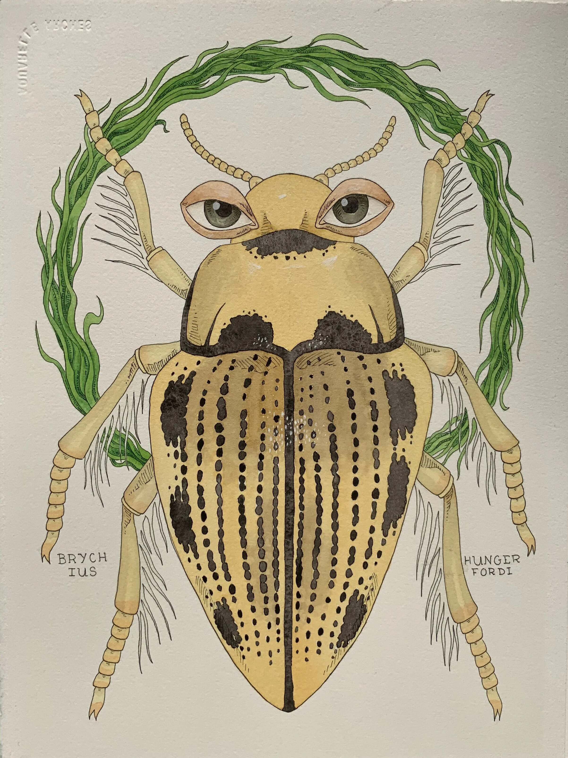 Crawling Water Beetle