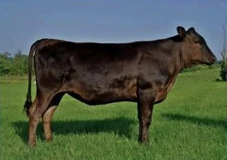 KSWF23U5555 STUD MS TCC 417-5555 (ET) -- UNFLUSHED VIRGIN HEIFER ...