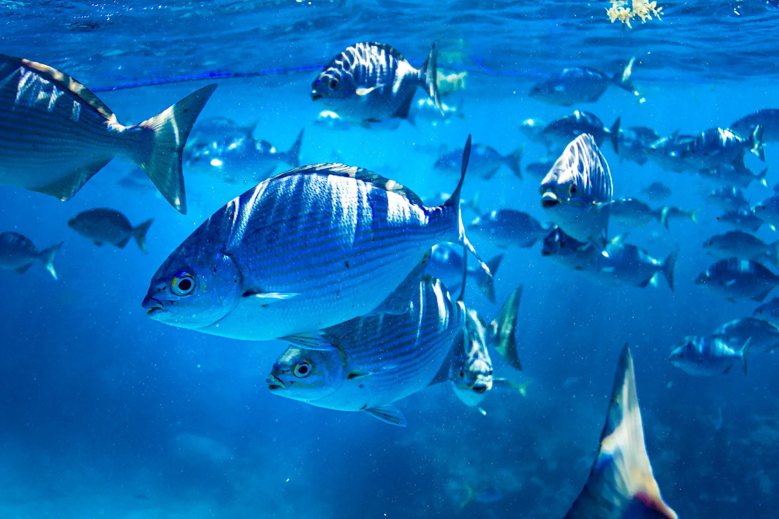 Live Free Diving: Freediving Courses & Training Florida