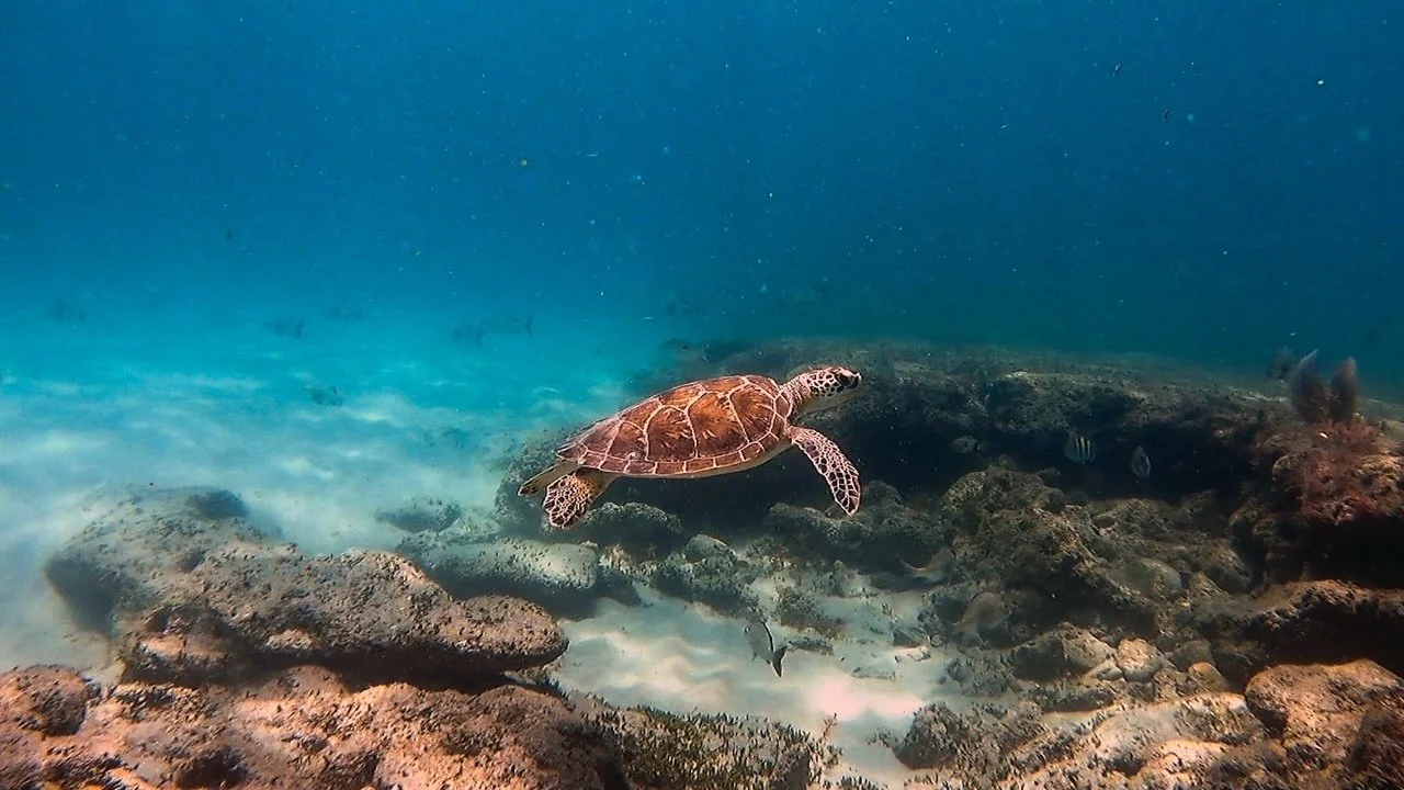Palm Beach Inlet | Live Free Diving