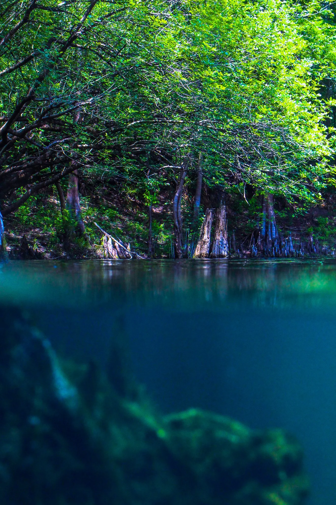 Royal Springs | Live Free Diving