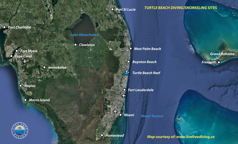 Turtle Beach | Live Free Diving