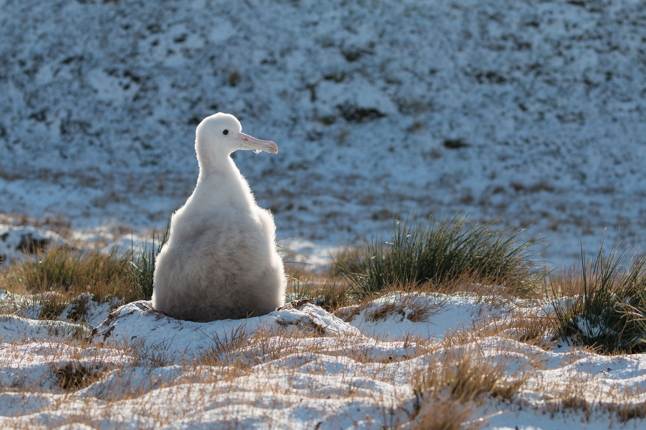 Mouse-Free Marion - a project that will save seabirds by eradicating ...