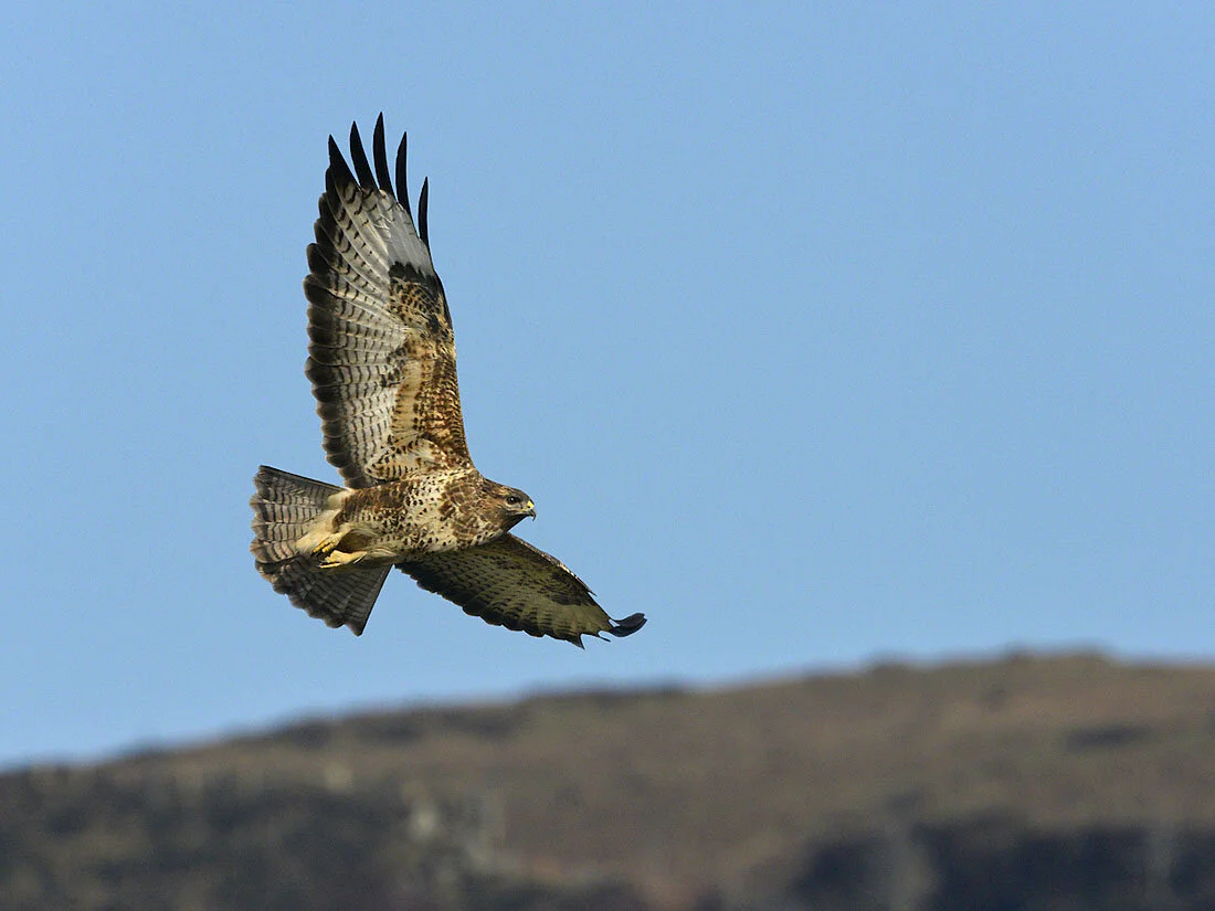 Why I owe Buzzards — Birds on the Brink