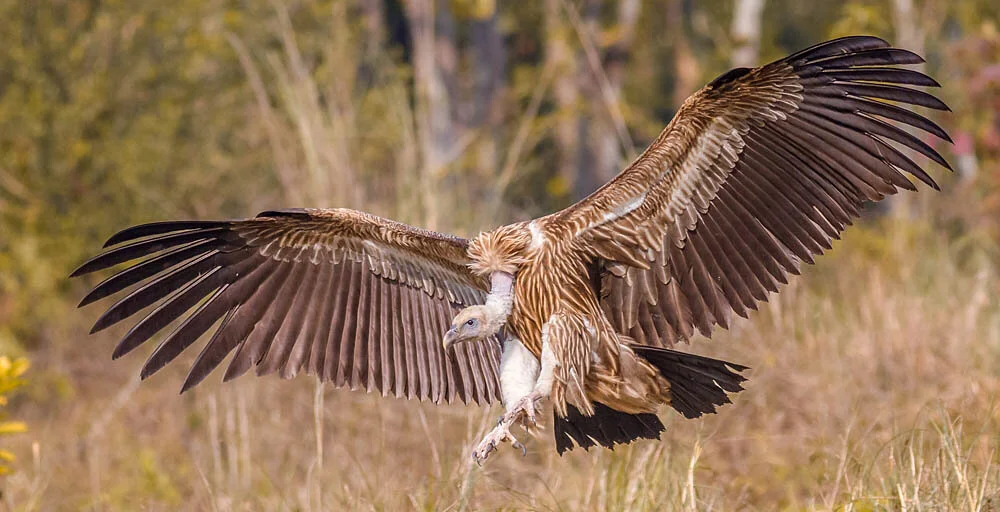 Vultures in Nepal, a 2020 update — Birds on the Brink