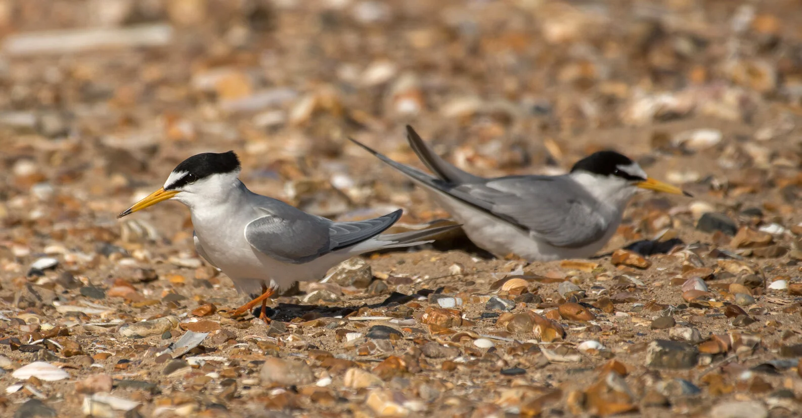 Nesting Little Terns in Norfolk — Birds on the Brink