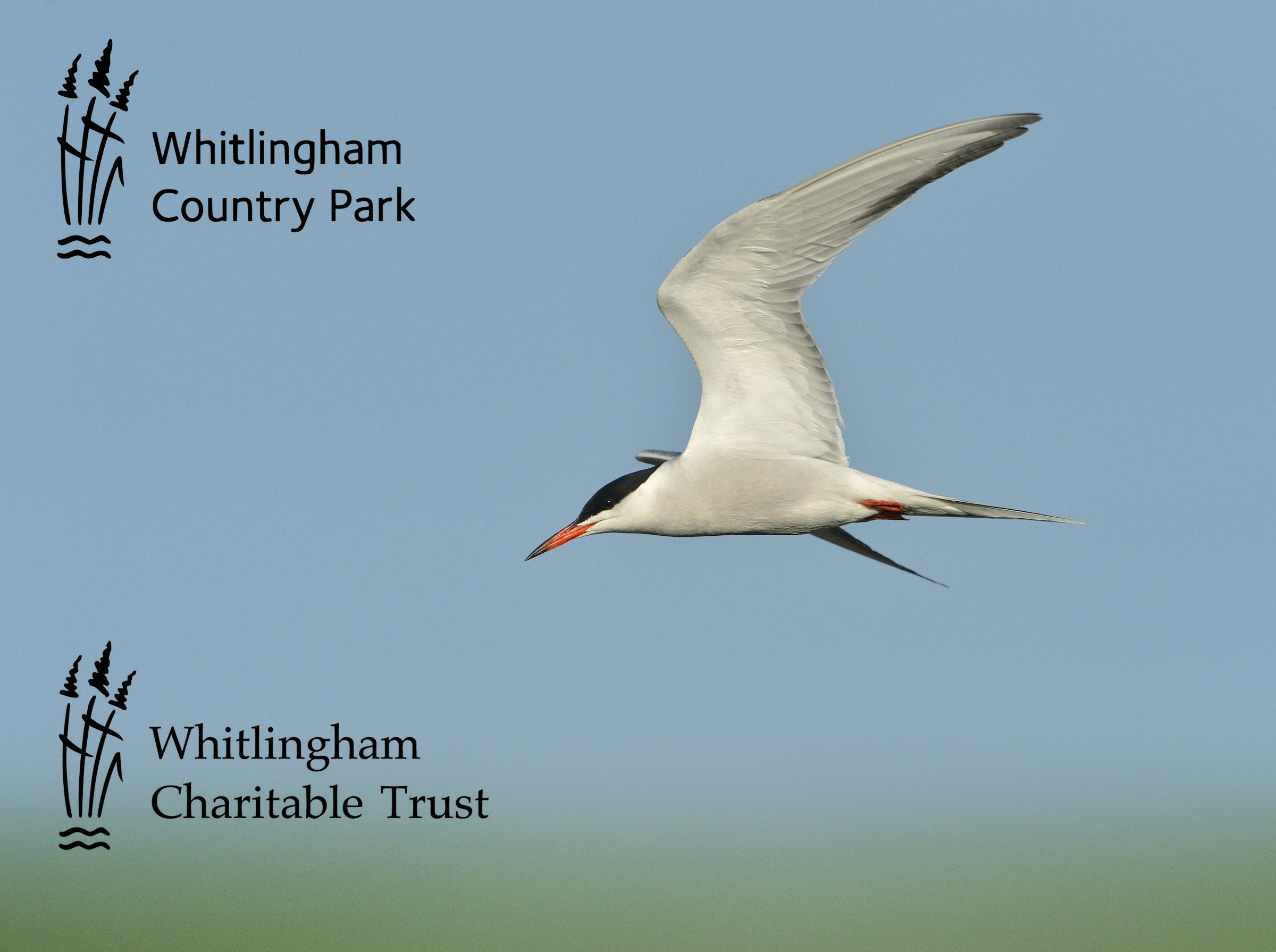 Whitlingham Country Park in Norfolk - Common Tern nesting raft — Birds ...