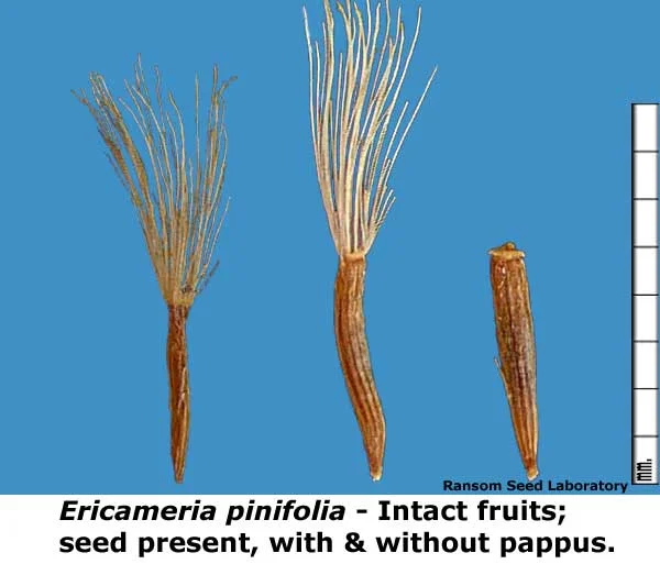 Ericameria pinifolia — Ransom Seed Laboratory