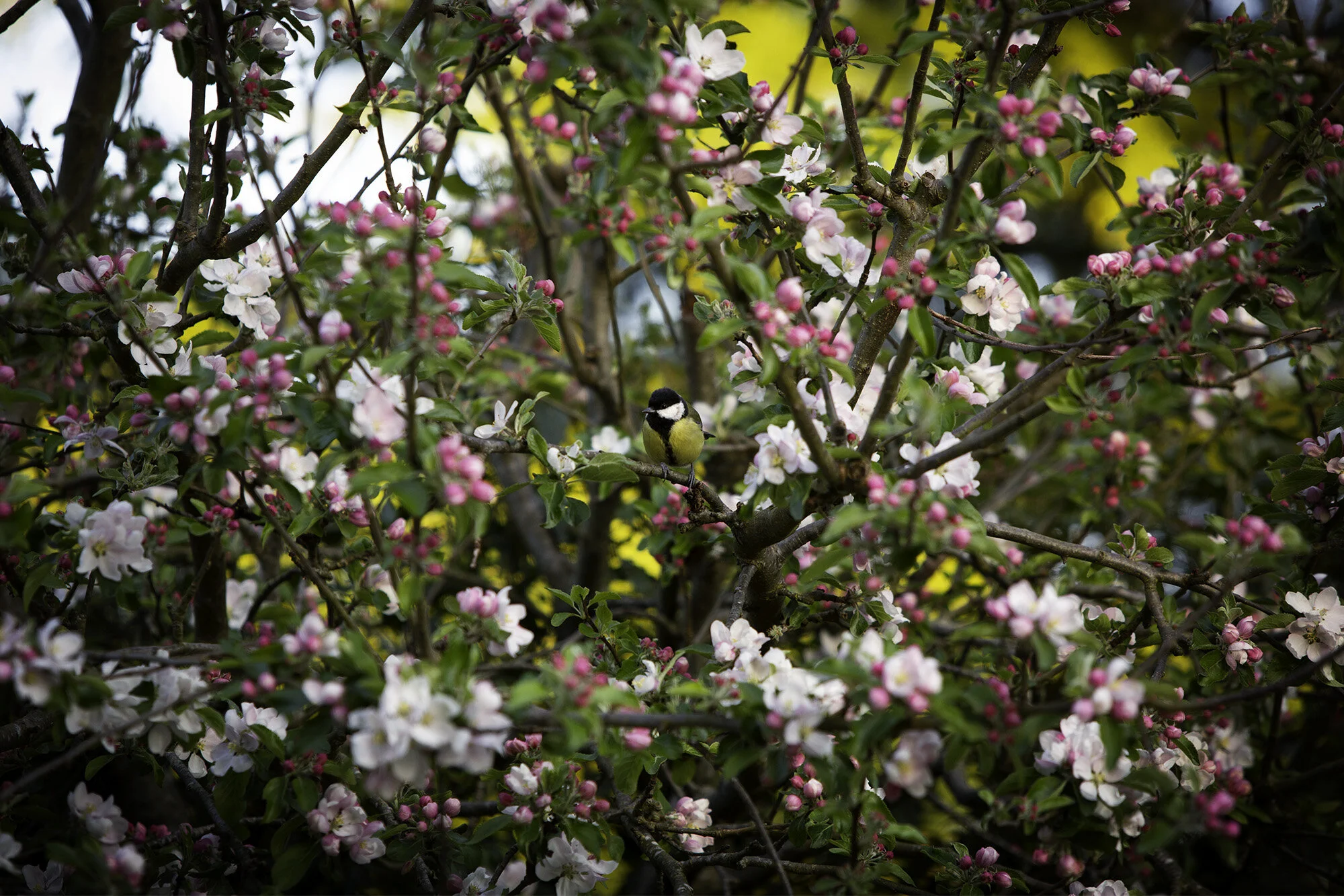 Richard Maidment Photography