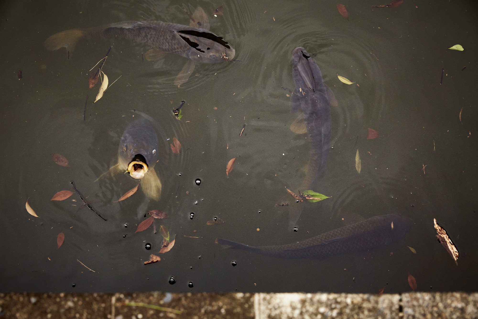 Japan Photography - Richard Maidment Photography