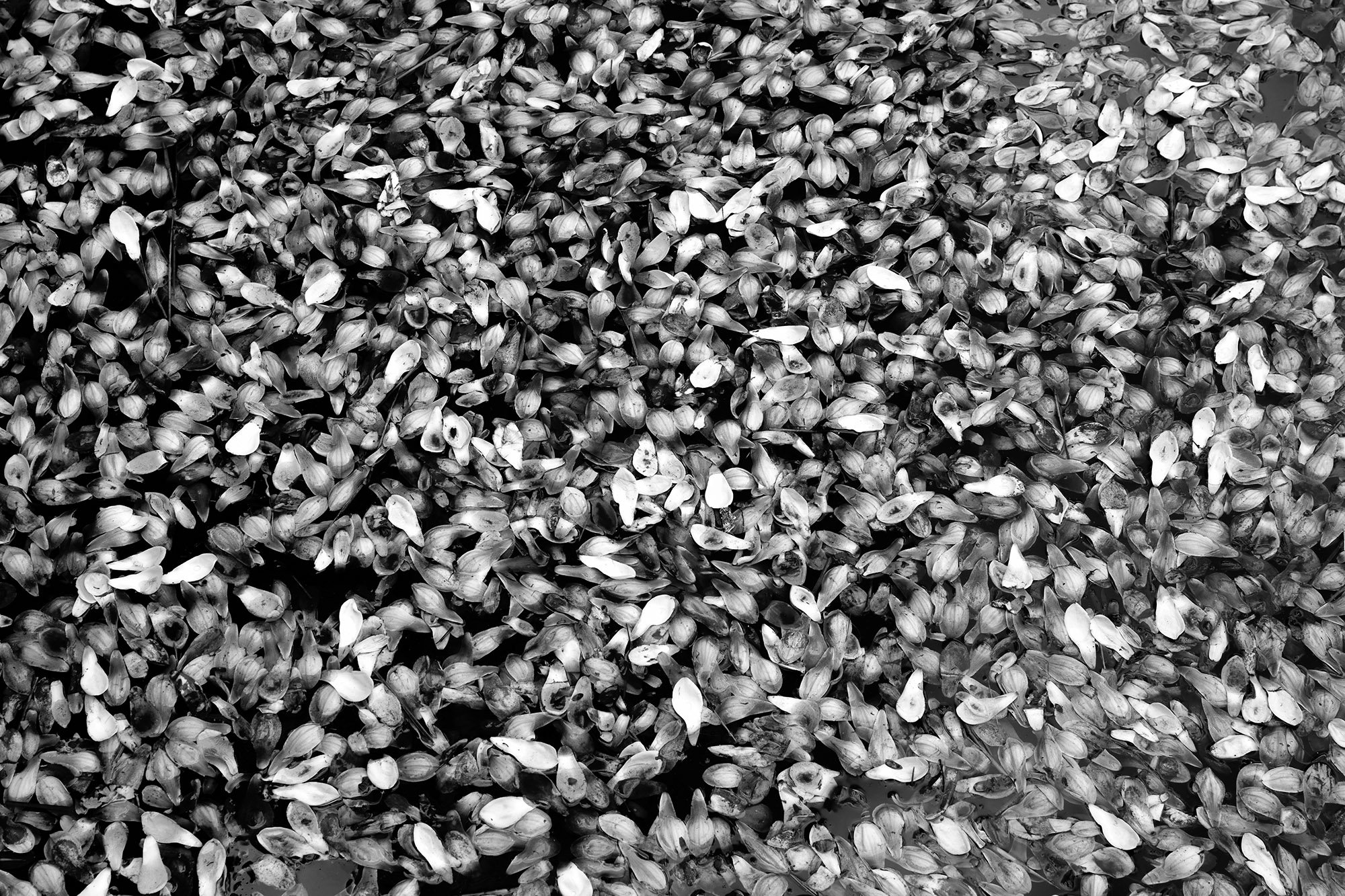 Richard Maidment Photography