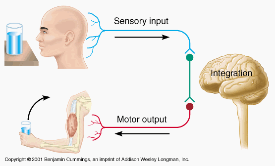 Sensory Receptors are responsive to a single type of stimulus energy ...