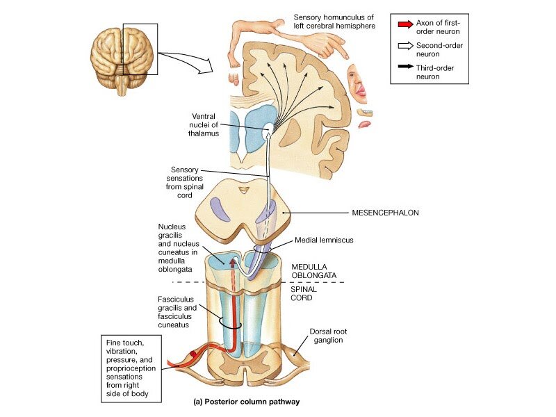 Medial Lemniscus Spinal Cord