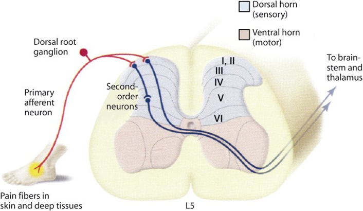 Signals from nociceptors — NEURO NEW ME