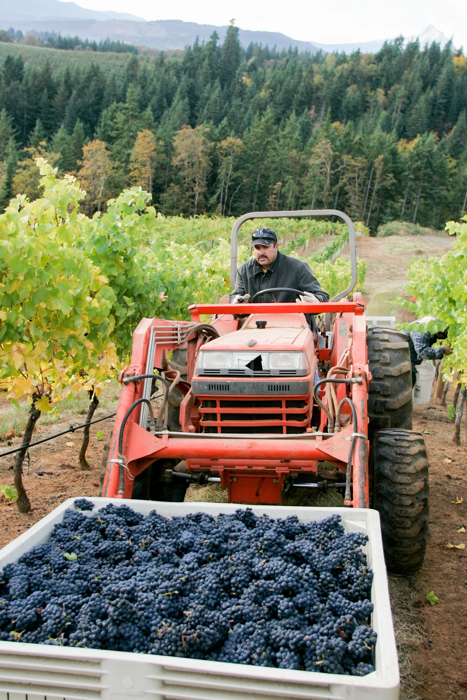 Our Winery & Vineyard Team — Phelps Creek Vineyards