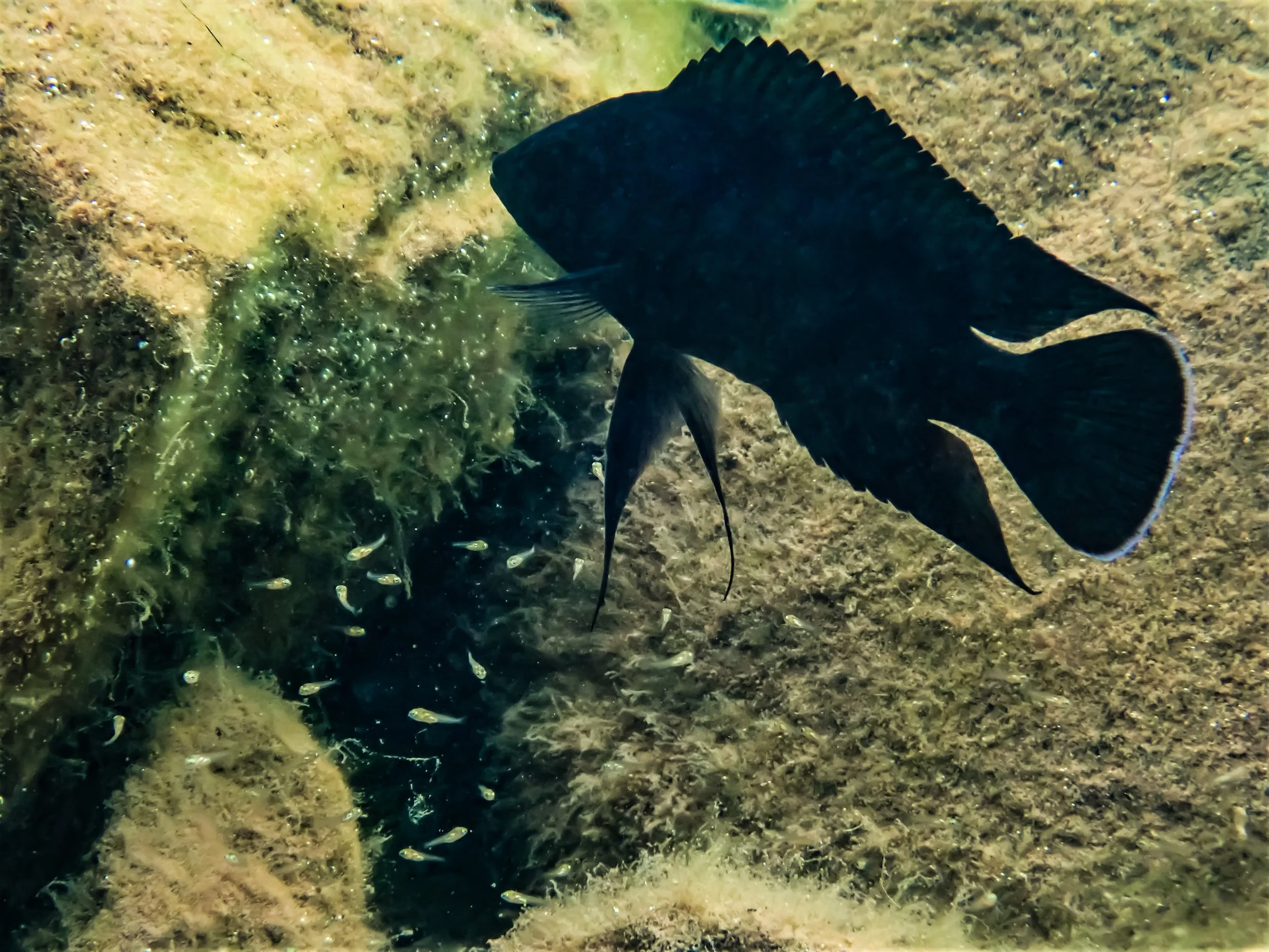 Study systems — Aneesh P. H. Bose