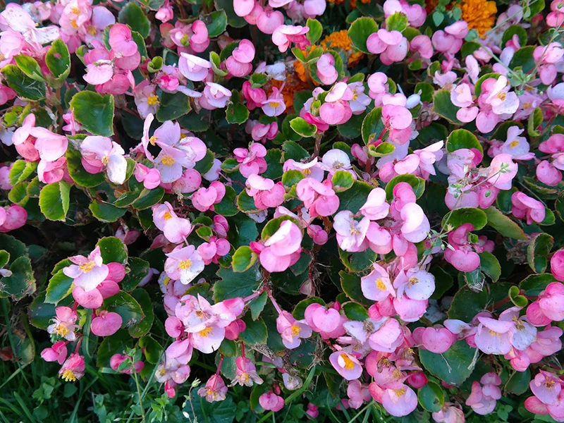 19+ Winter Planten Voor Balkon