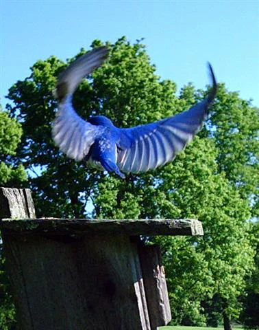 About Bluebirds — Bronx River Sound Shore Audubon