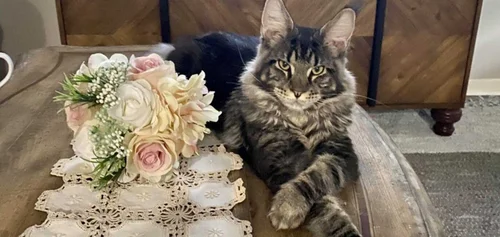 Marina's Maine Coons