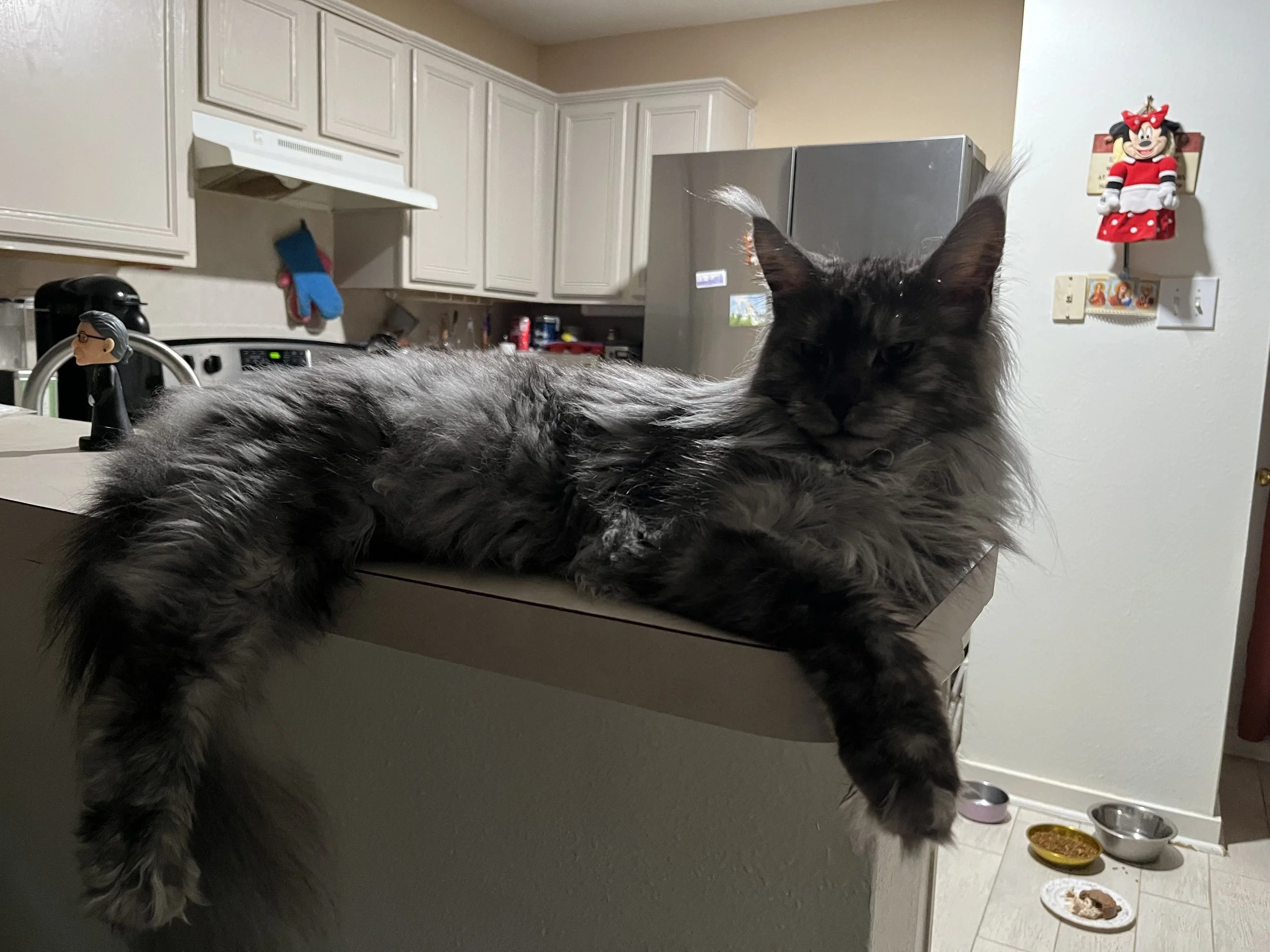 Marina's Maine Coons