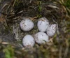 The Magic and Mythology of the Egg — Kiki Dombrowski