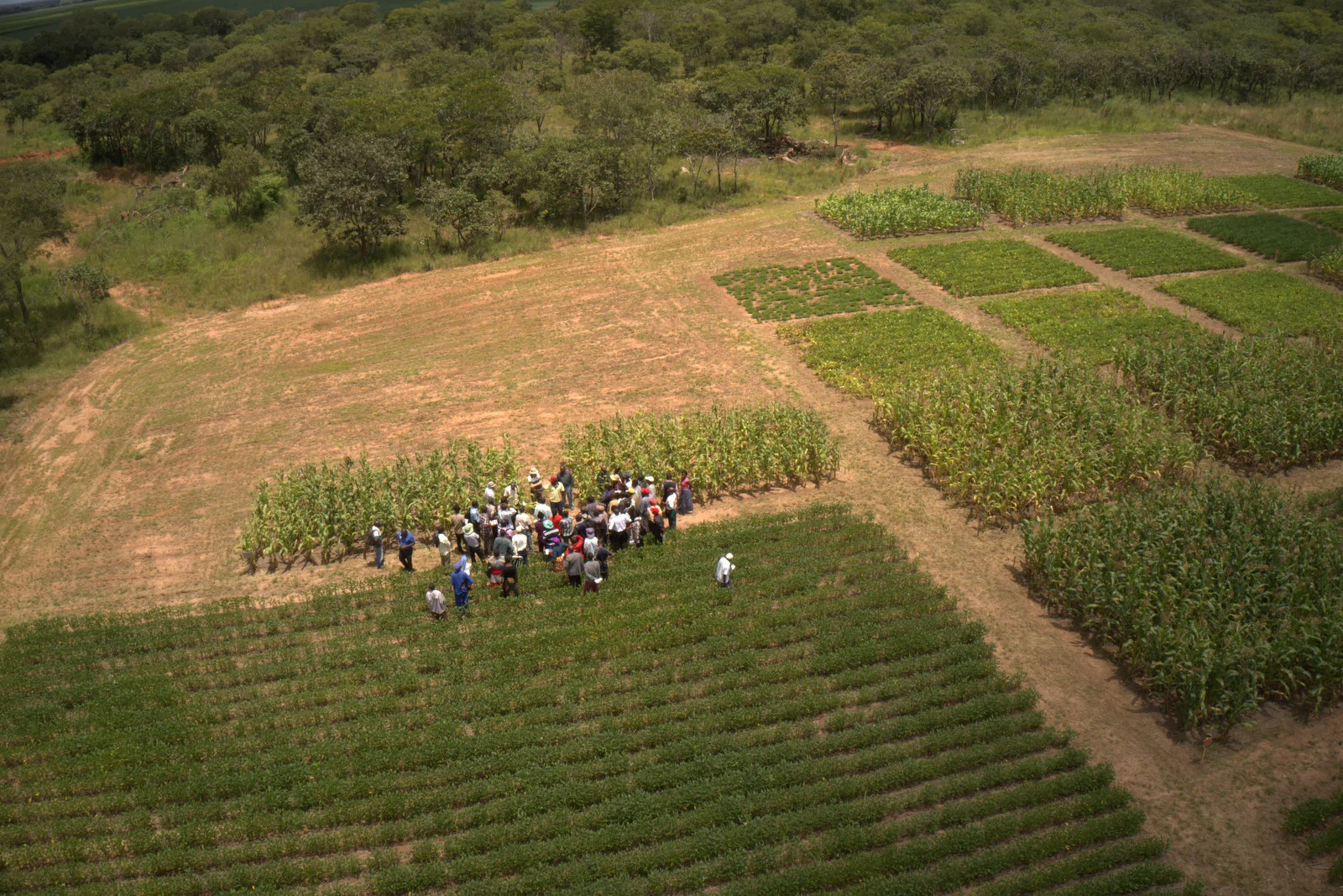 Zambian Grains — SilverStreet Capital
