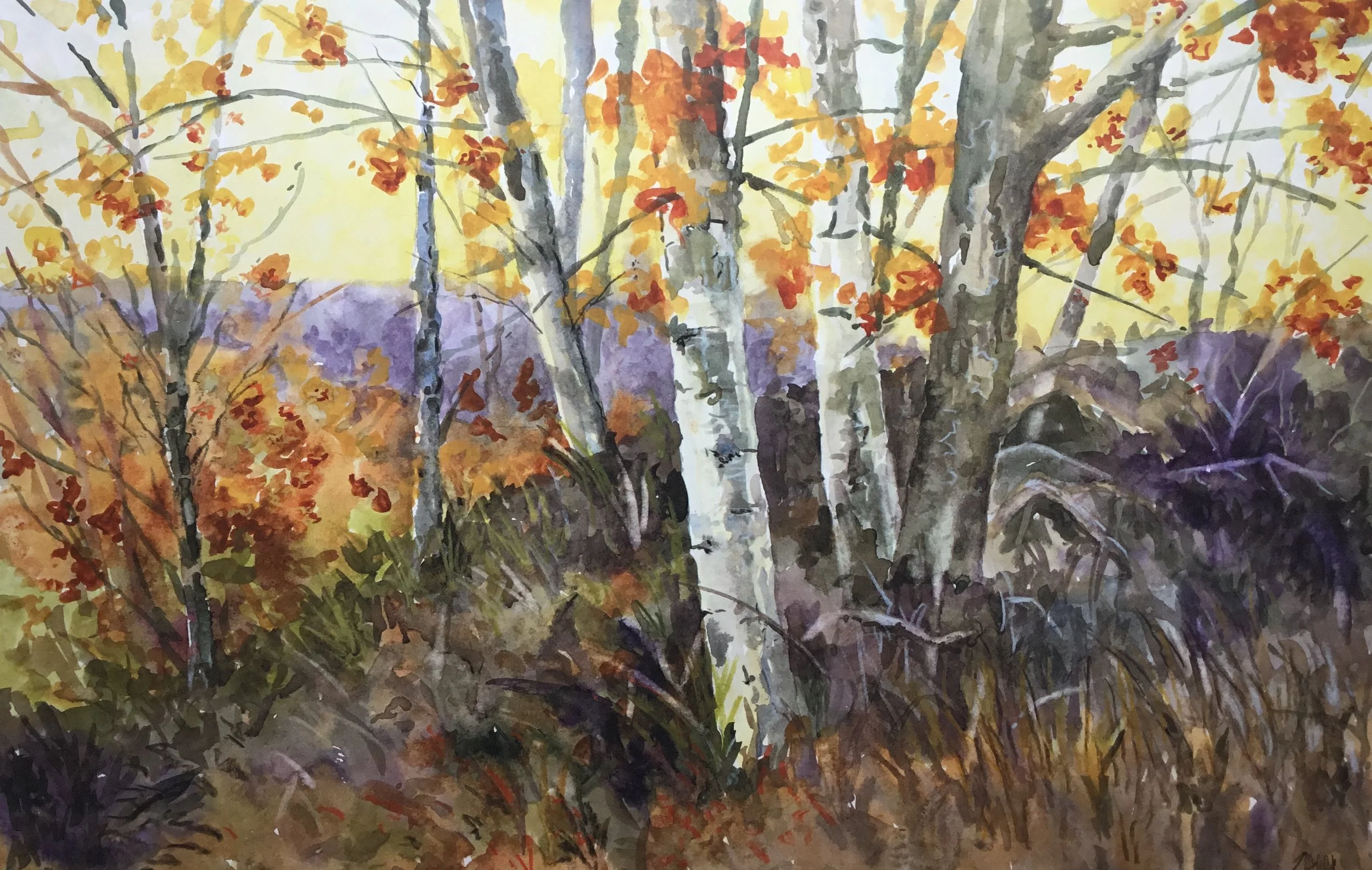 Birch Trees Illustration