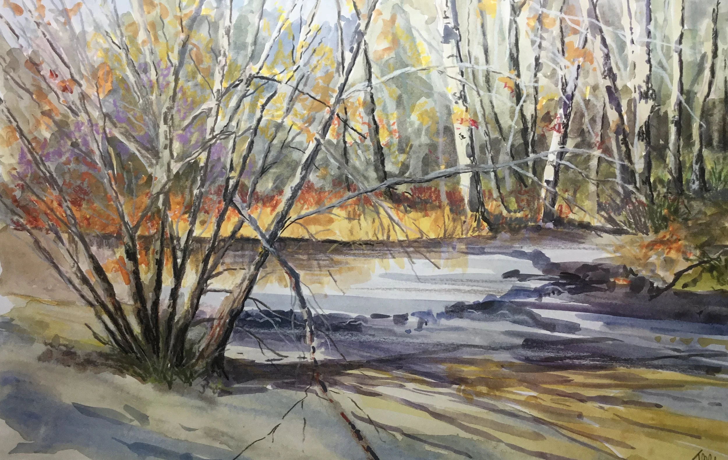 Birch Trees Illustration