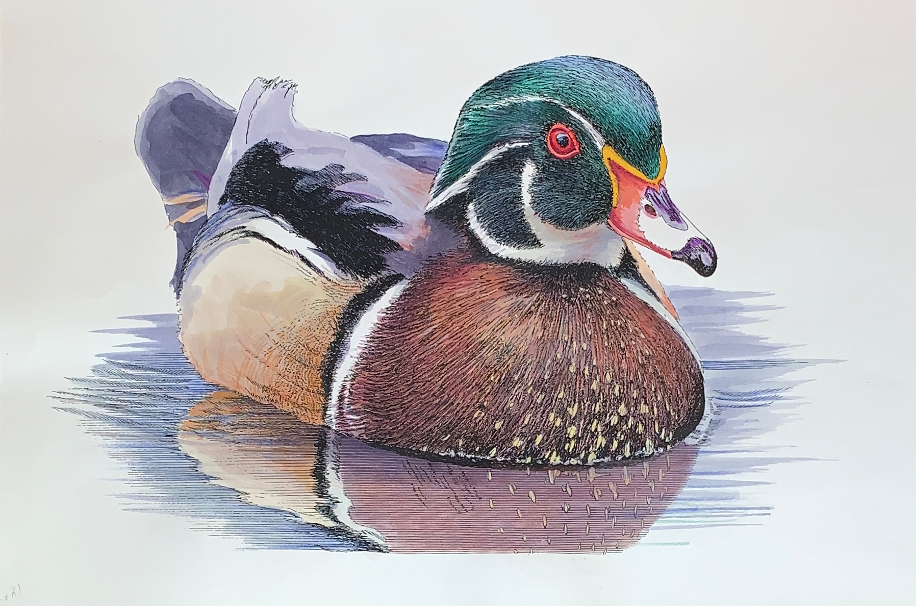 Wood Duck Paintings