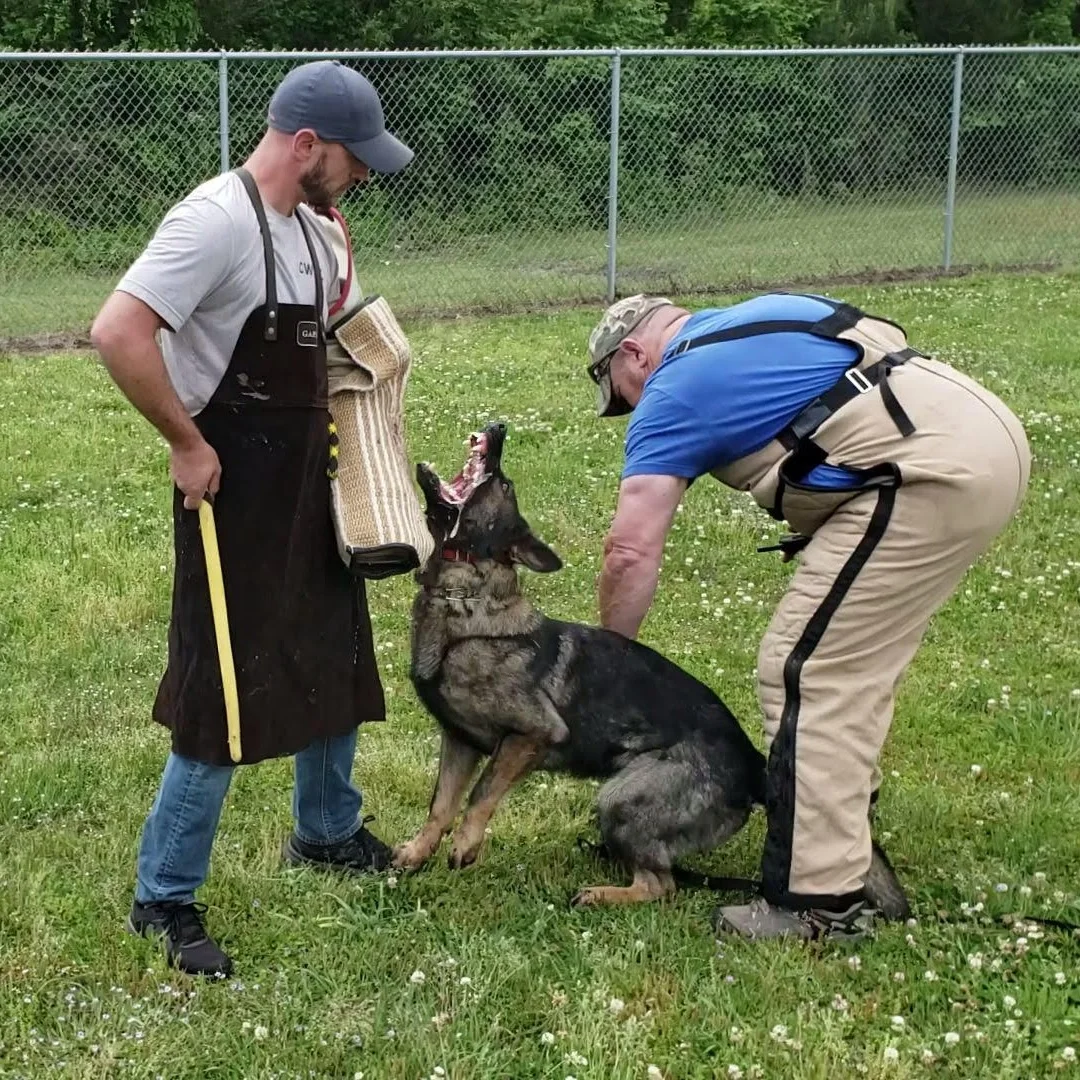 Cool Dog Stuff — Chambers K9 Training