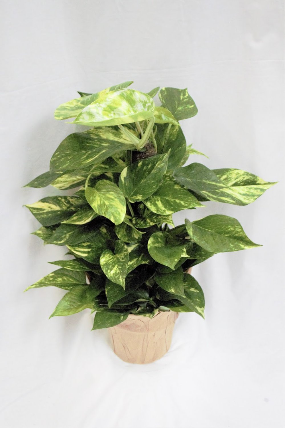 Pothos — Klepac Greenhouses, Inc.
