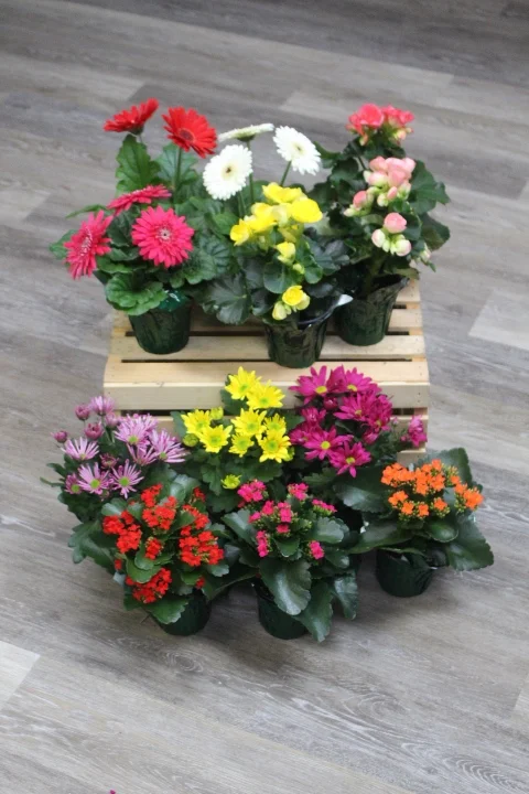 Blooming Plants — Klepac Greenhouses, Inc.