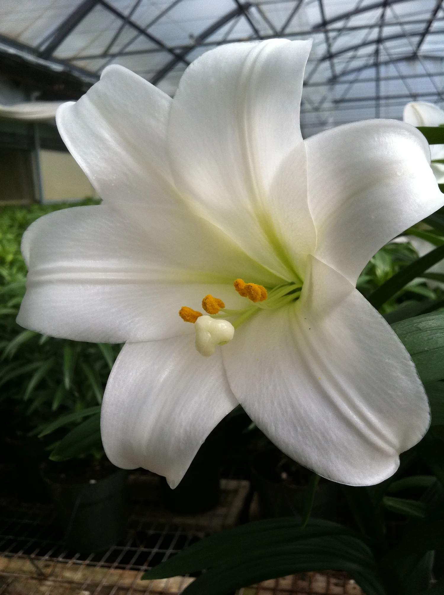Easter Lily — Klepac Greenhouses, Inc.