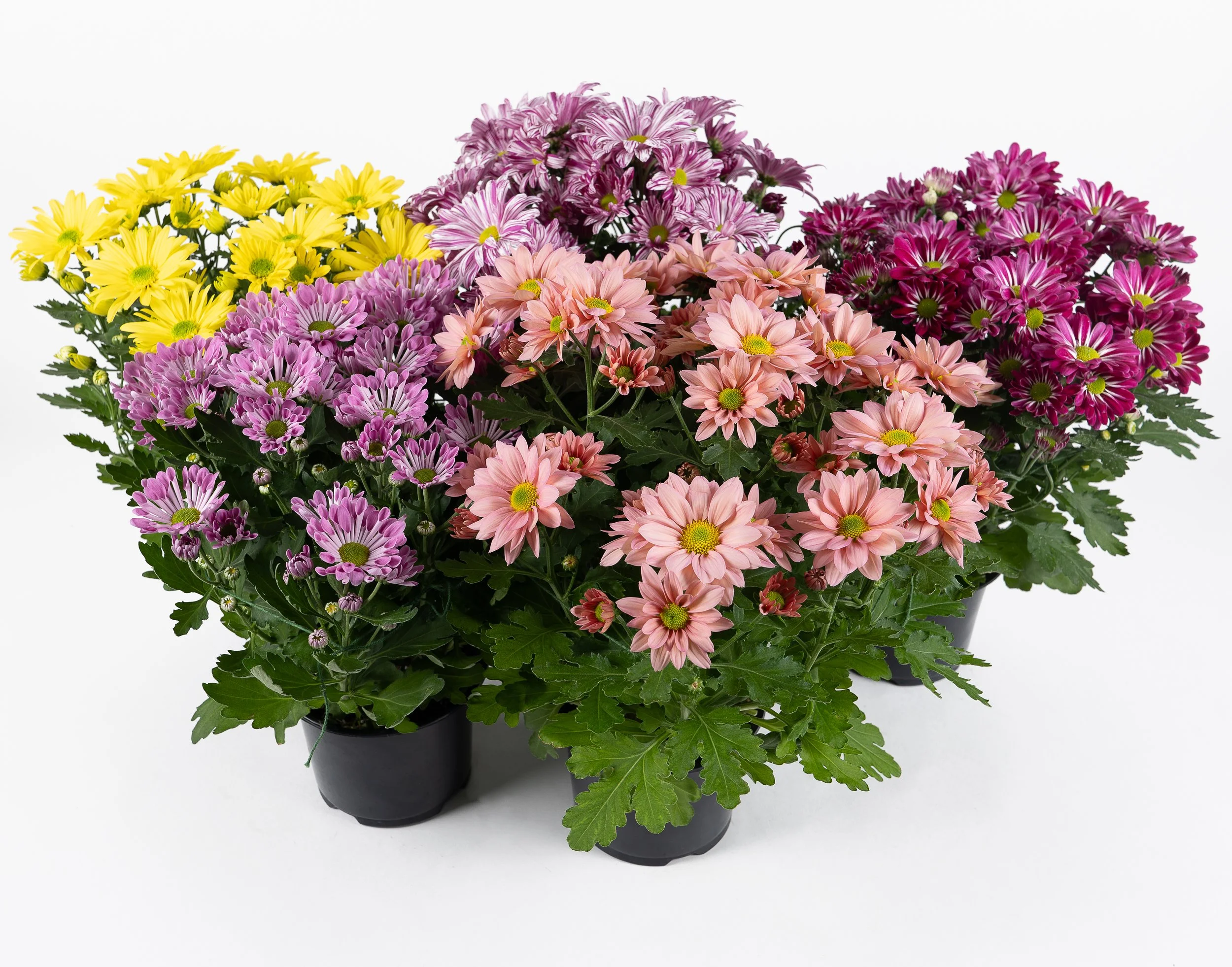 6" Blooming — Klepac Greenhouses, Inc.