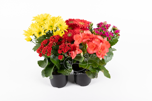 What we grow — Klepac Greenhouses, Inc.