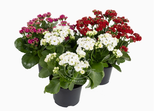 What we grow — Klepac Greenhouses, Inc.