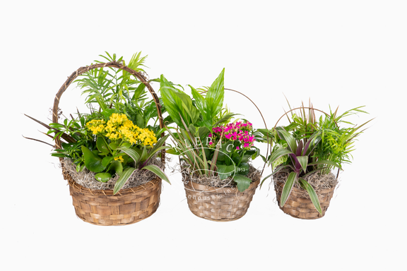 What we grow — Klepac Greenhouses, Inc.