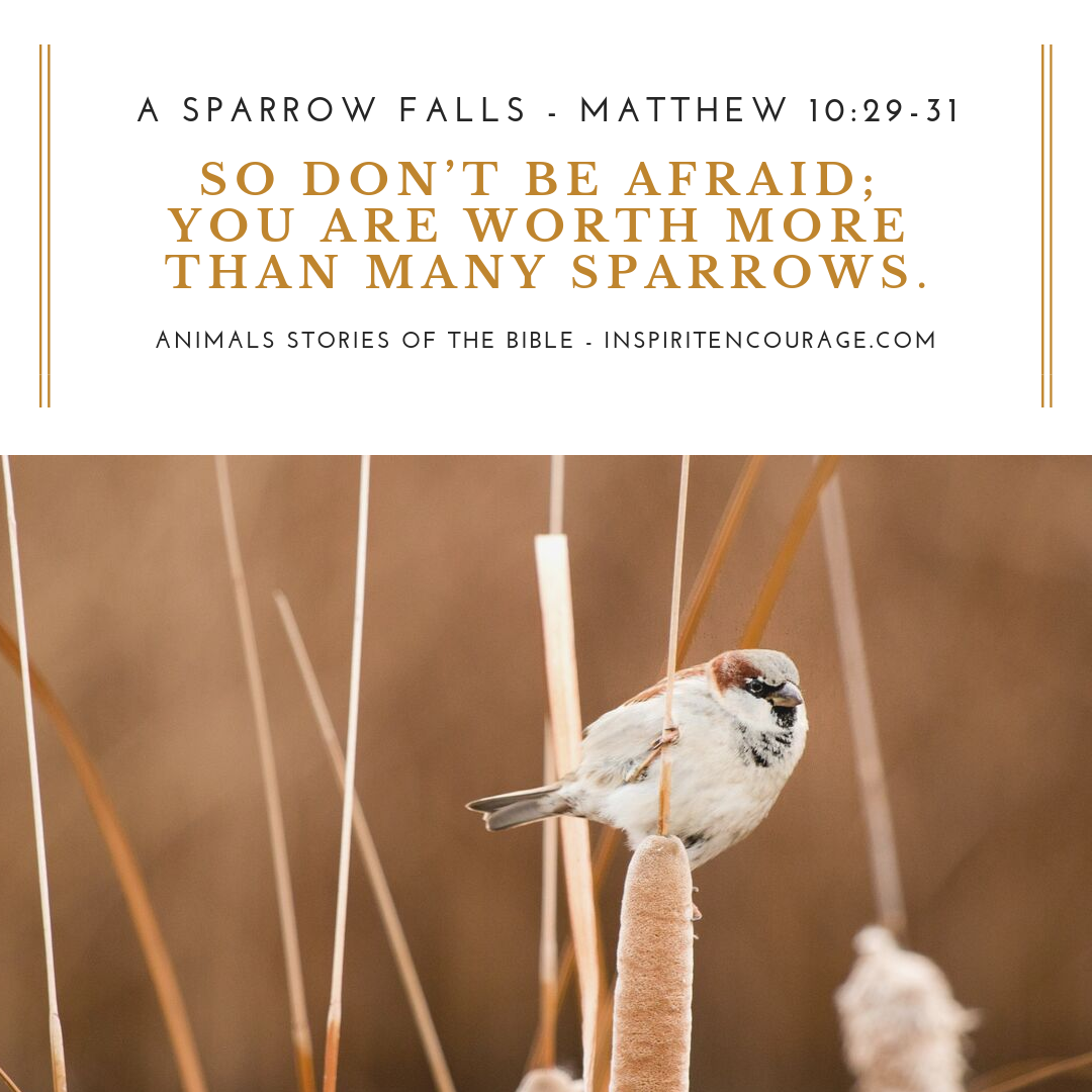 A sparrow falls – Matthew 10:29-31 — Inspirit Encourage