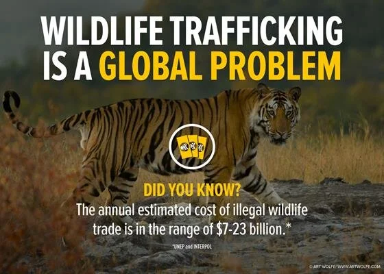 The Fatal Impacts of the Illegal Wildlife Trade — The Call to Conserve